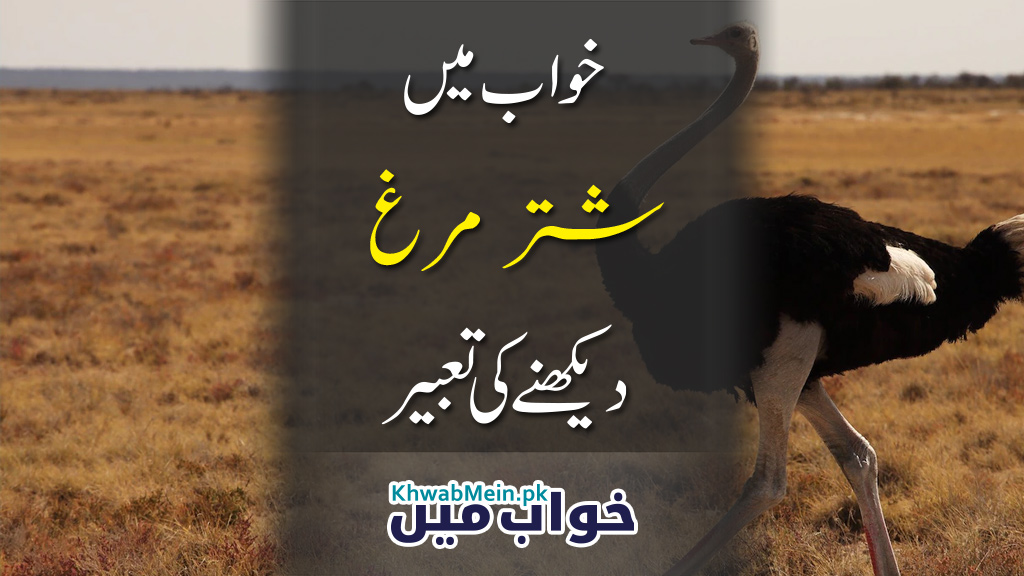 Khwab mein Shutar Murgh dekhnay ki tabeer - KhwabMein.pk