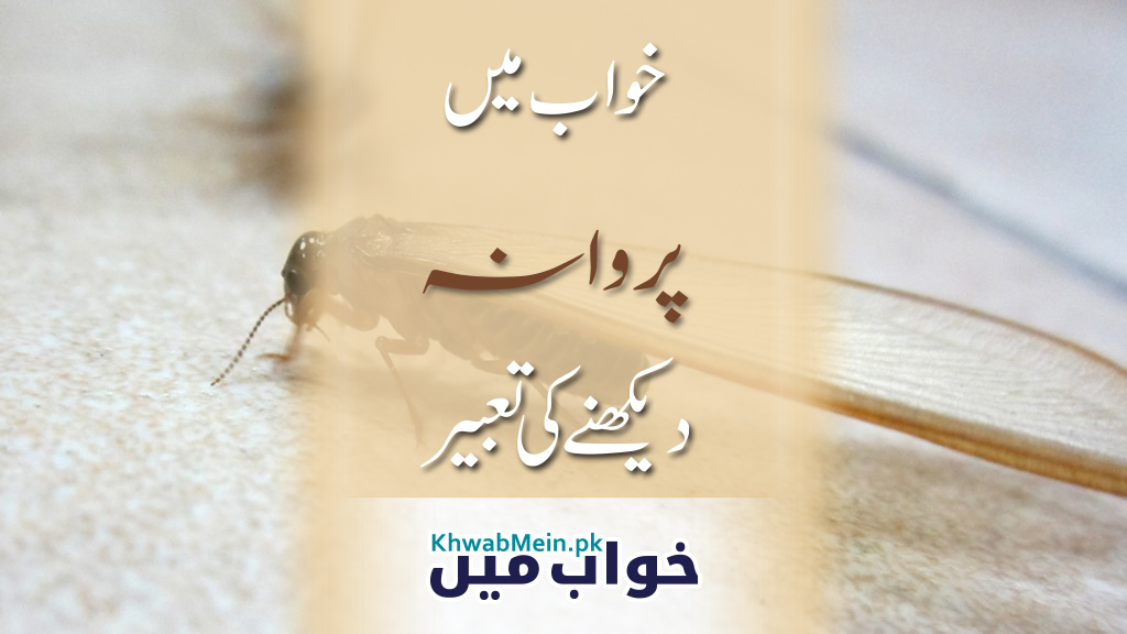 Khwab Mein Parwana Dekhnay Ki Tabeer Khwabmein Pk
